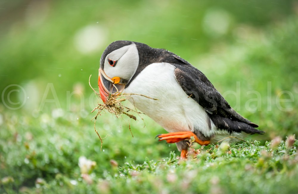 A Puffin carrying nesting material, Skokholm Island. www ...